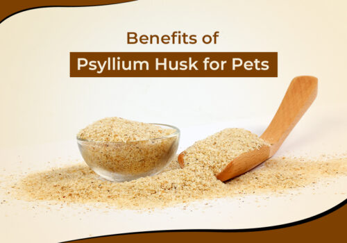 Difference Between Psyllium Seeds & Husk – Farmvale Psyllium